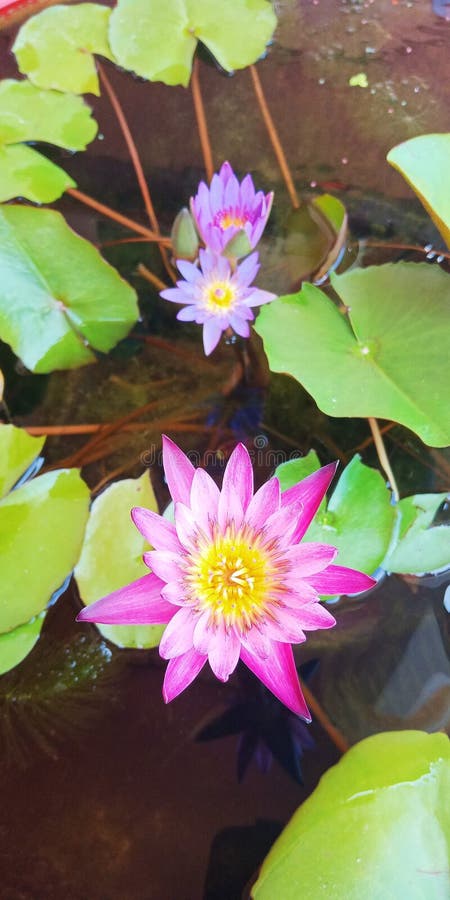 The little lotus is bright stock photo. Image of beautiful - 255583668