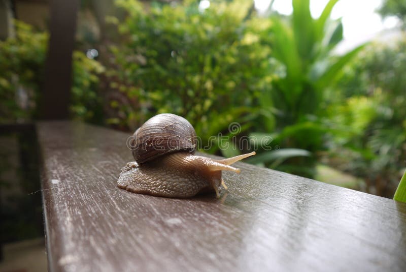 Little lovely snail stock image. Image of wood, sunny - 37498647
