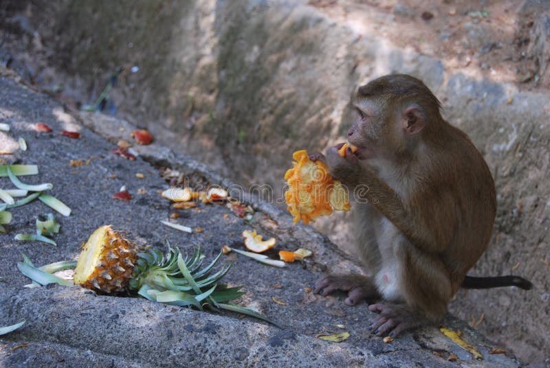 Eating macaque monkey stock photo. Image of long, ananas - 116290156
