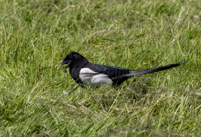 Little Magpie Bird Standing on a Green Field. Stock Image - Image of ...