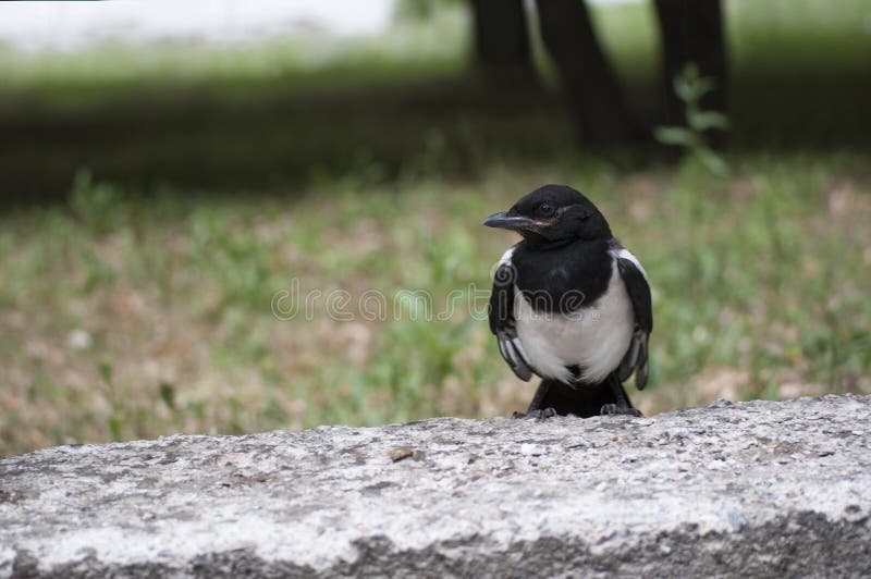 Little Magpie stock photo. Image of black, white, magpie - 56119356