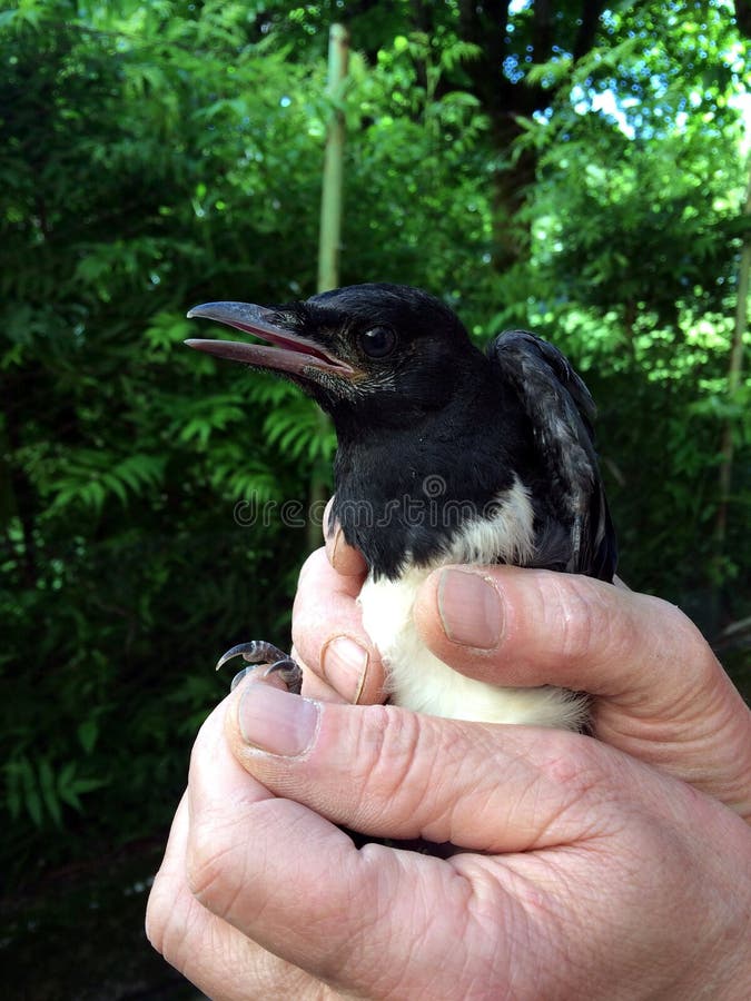 Little Magpie Sitting on a Brench Stock Image - Image of sitting ...