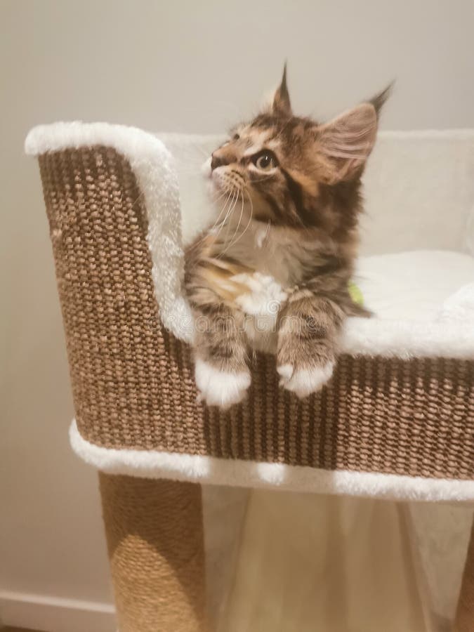 Little Main Coon Nice Kitten Cat Stock Photo - Image of main, furniture ...