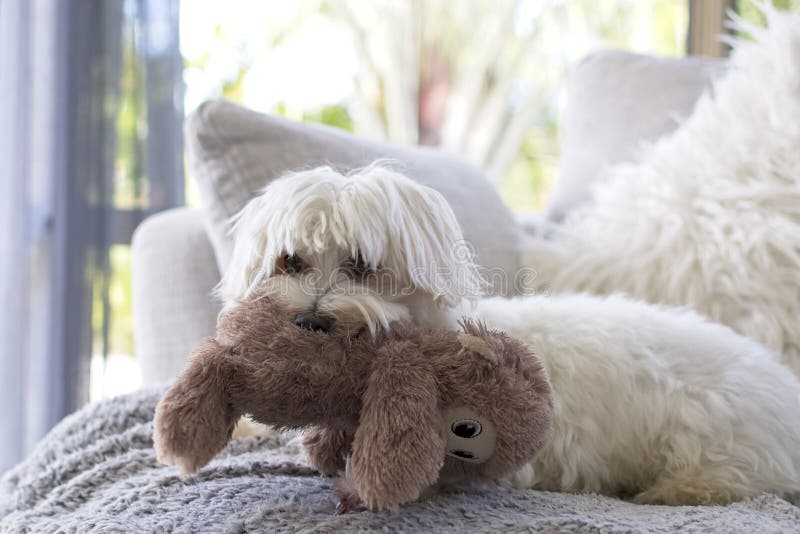Little Maltese Dog Playing with Toy. Stock Image - Image of indoors ...