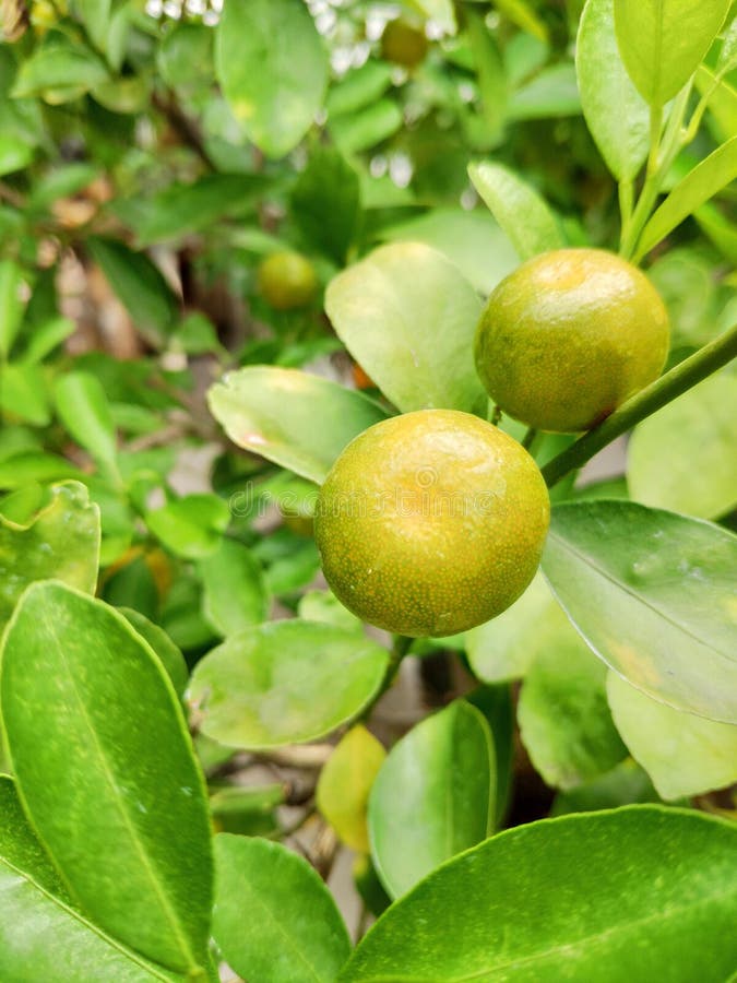 Little mandarin orange stock image. Image of green, mandarin - 153445449
