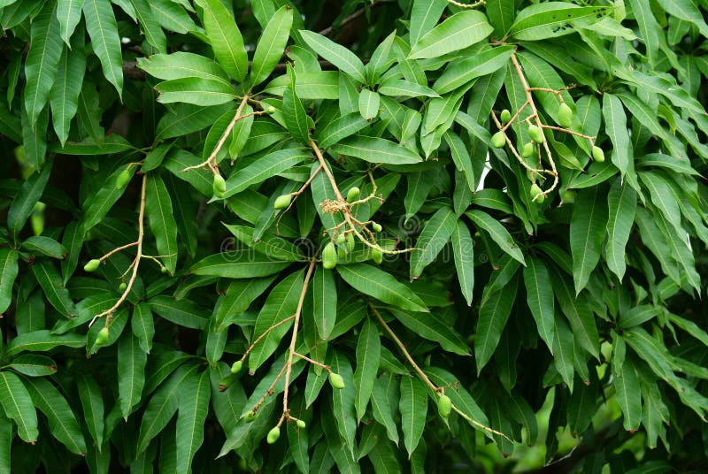 315 Little Mango Tree Stock Photos - Free & Royalty-Free Stock Photos ...