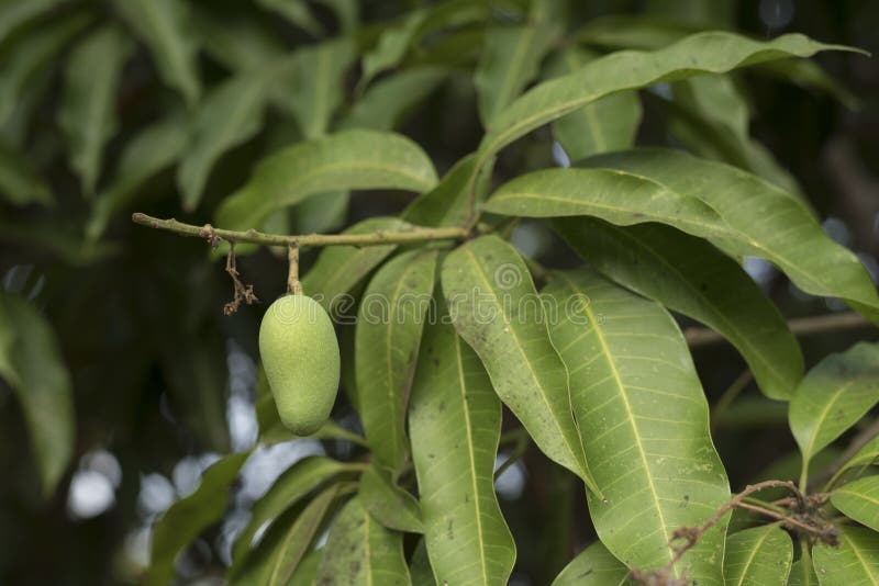 Little Mango Growing on the Tree. Mangifera Indica, Commonly Known As ...