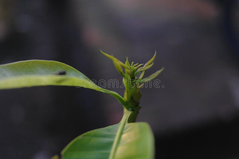 315 Little Mango Tree Stock Photos - Free & Royalty-Free Stock Photos ...