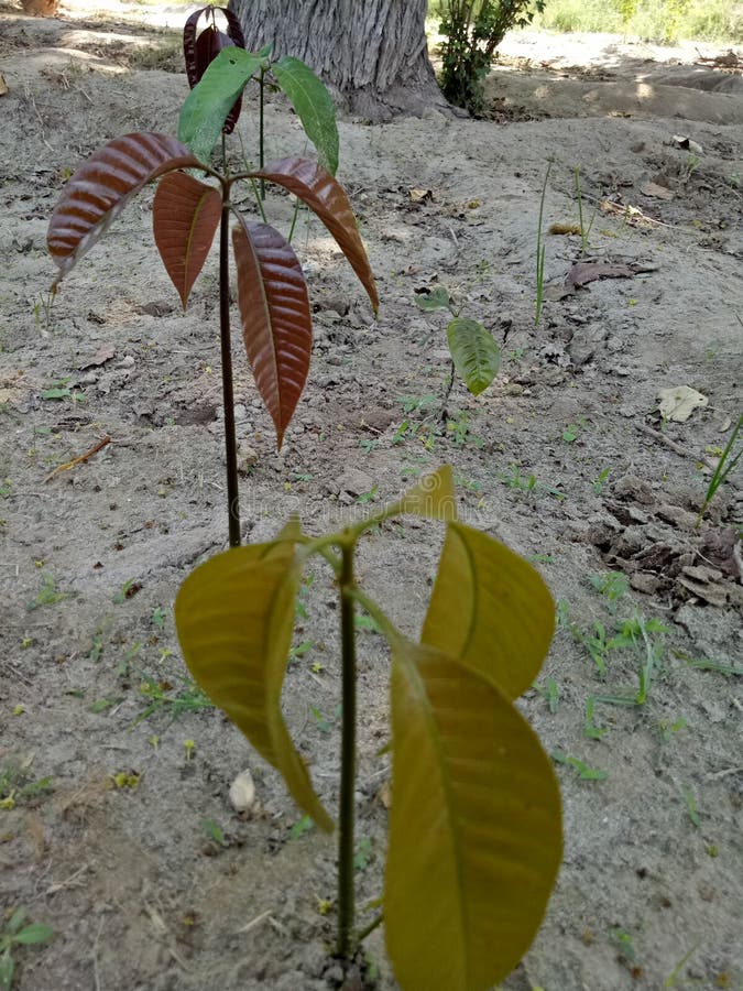 Little Mango Growing on the Tree. Mangifera Indica, Commonly Known As ...