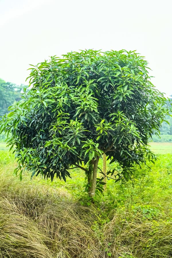 The Little Mango Tree is Growing on Its Own with Careless Neglect in a ...