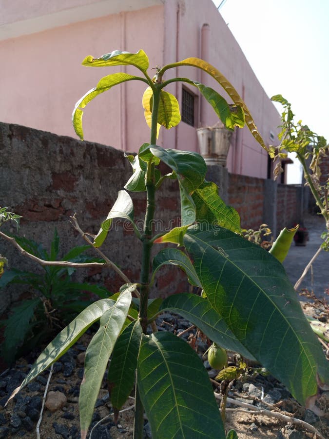 315 Little Mango Tree Stock Photos - Free & Royalty-Free Stock Photos ...