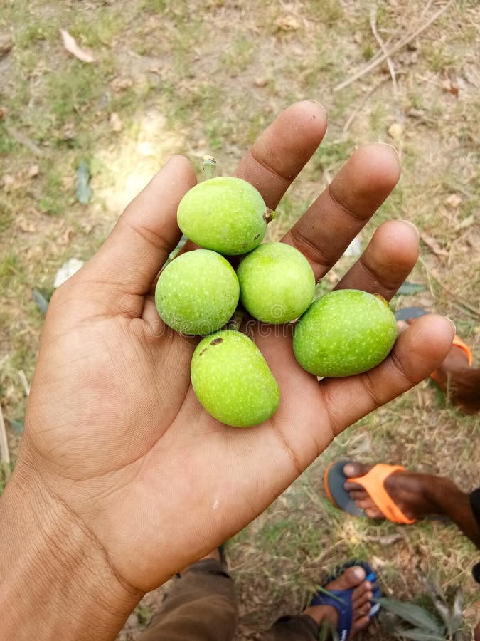 Small cute mango stock photo. Image of cute, mango, small - 115594780