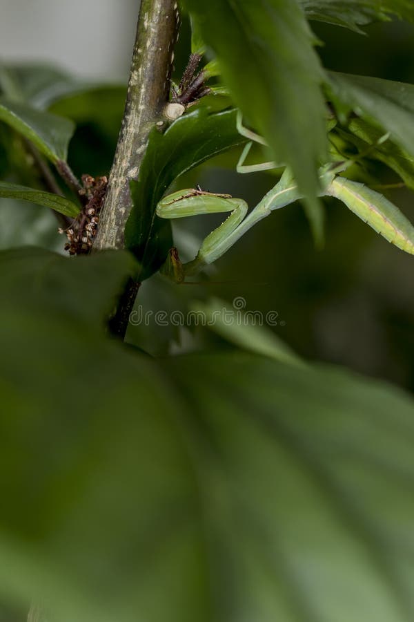 Little mantis on branch stock photo. Image of closeup - 108282518