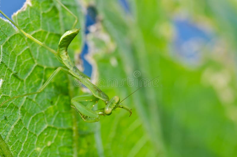 Little Mantis in Green Nature Stock Photo - Image of arthropod, antenna ...