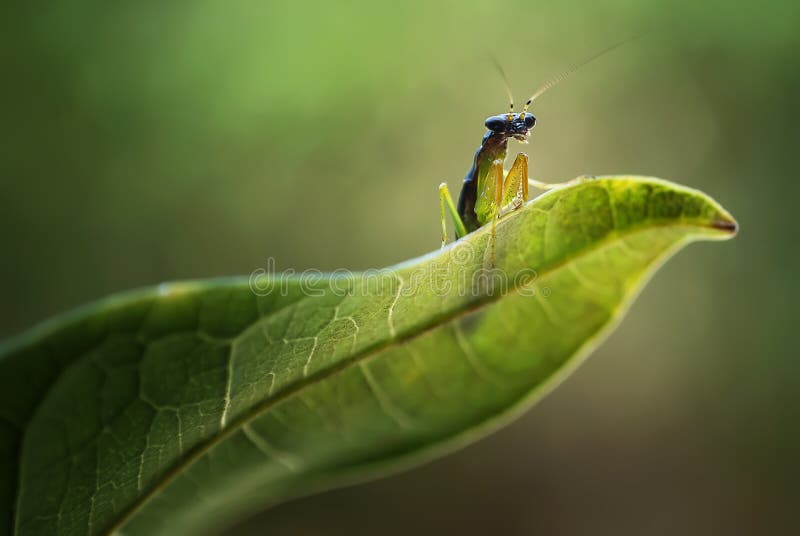 Little mantis stock photo. Image of little, mantis, nature - 103578096