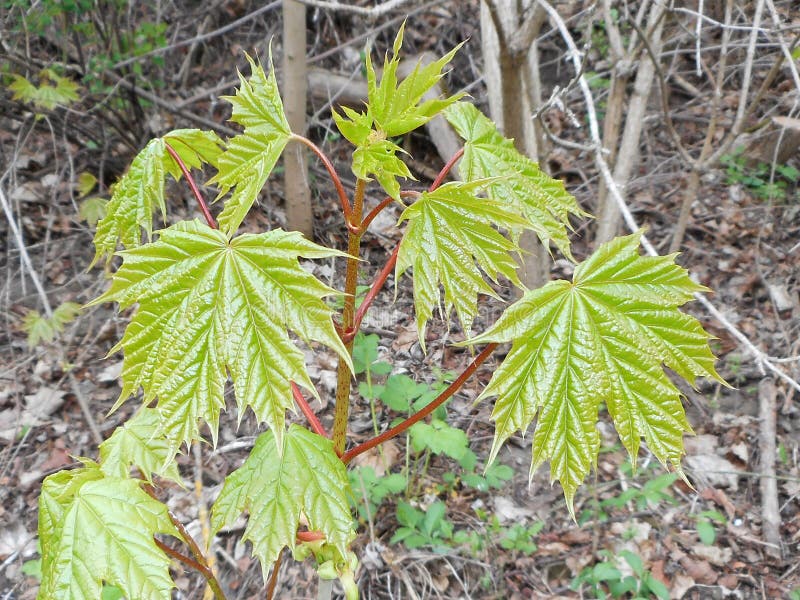 Little maple stock image. Image of fresh, plant, tree - 91503499