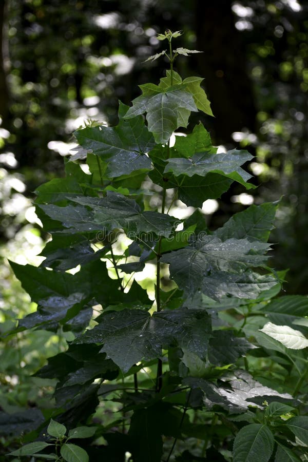 A Little Maple Grows in the Forest Stock Image - Image of plant, nature ...