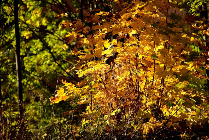 Little Maple Tree in Autumn Colours Stock Image - Image of leaves ...