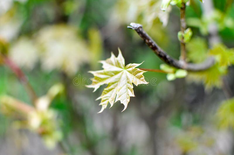 A Little Maple Tree Leaf on the Branch at Spring Stock Photo - Image of ...