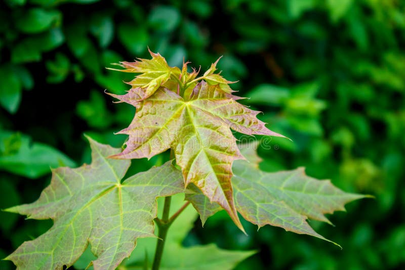 Little maple tree leaf stock photo. Image of background - 189954226