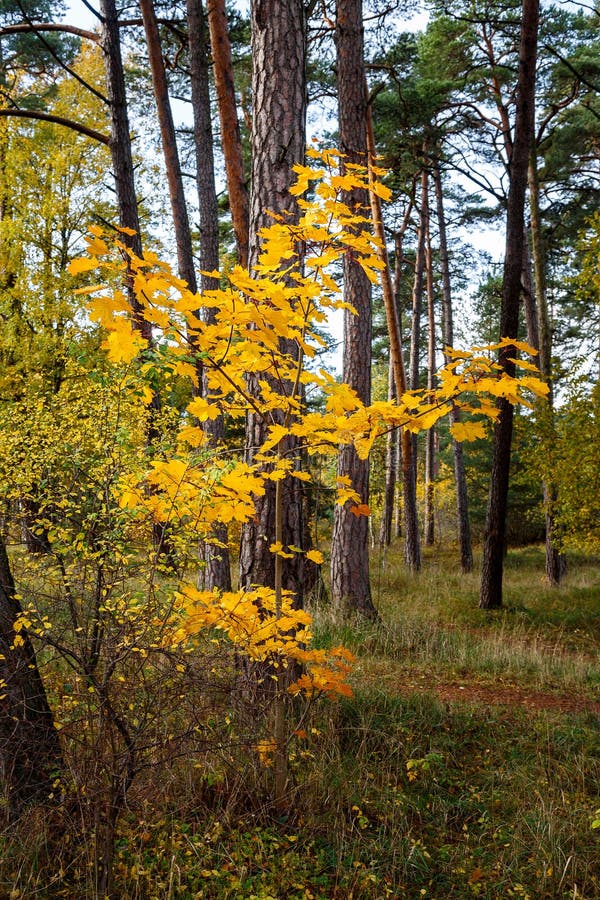 Little Maple with Yellowed Leaves Stock Image - Image of sunlight ...