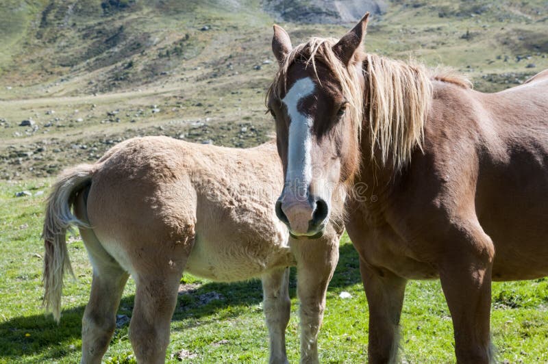 Little Mare with Her Mother Stock Image - Image of animal, land: 34031169