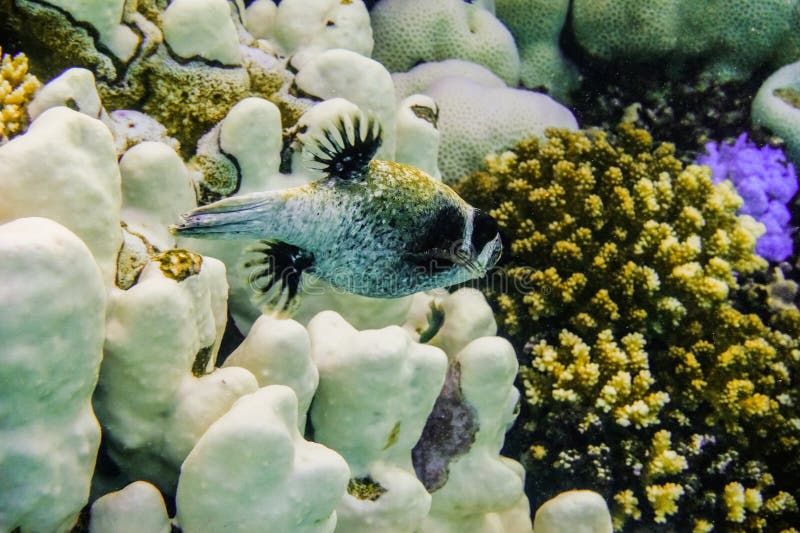 Little Masked Puffer Fish Hovering Over Corals in Egypt Stock Photo ...