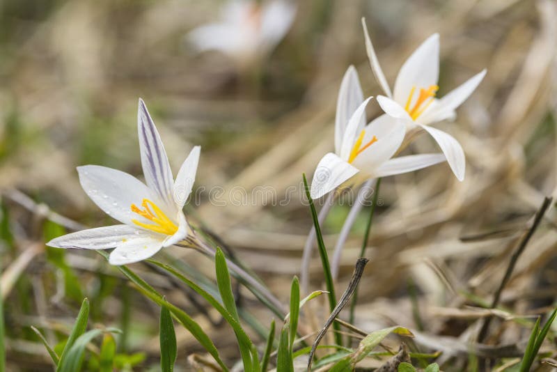 Little meadow of primrose stock image. Image of flowers - 88741363