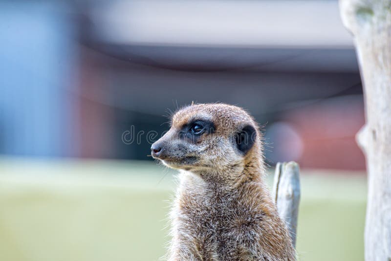 Beige Meerkat Red Hair Stock Photos - Free & Royalty-Free Stock Photos ...