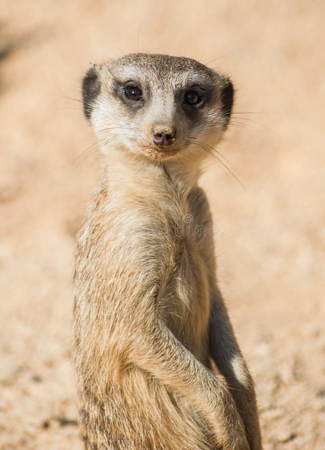 The Little Meerkat Observes Stock Image - Image of desert, brown: 211916079