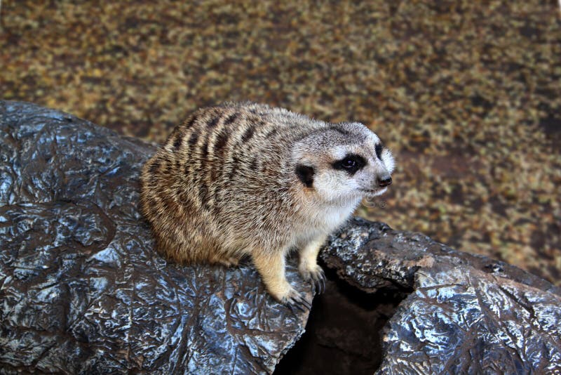 Sad Meerkat Stock Photos - Free & Royalty-Free Stock Photos from Dreamstime
