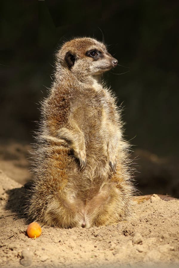 Meerkat standing upright stock photo. Image of nature - 16018188