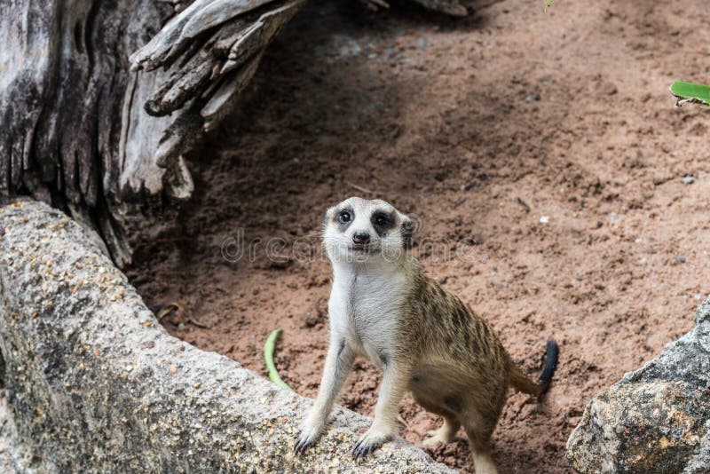 Little meerket stock image. Image of eyes, snout, south - 91550919
