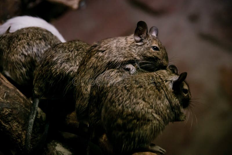Little mice stock photo. Image of animal, mammal, furry - 241361600