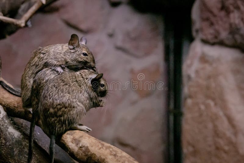 Mice Cave Stock Photos - Free & Royalty-Free Stock Photos from Dreamstime