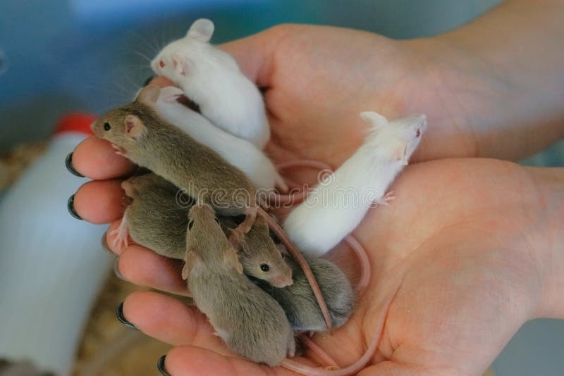 Little Mice in a Woman`s Hand in a Lab. Stock Image - Image of nature ...