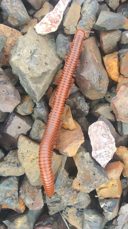 Little millipede stock image. Image of little, insect - 206755371