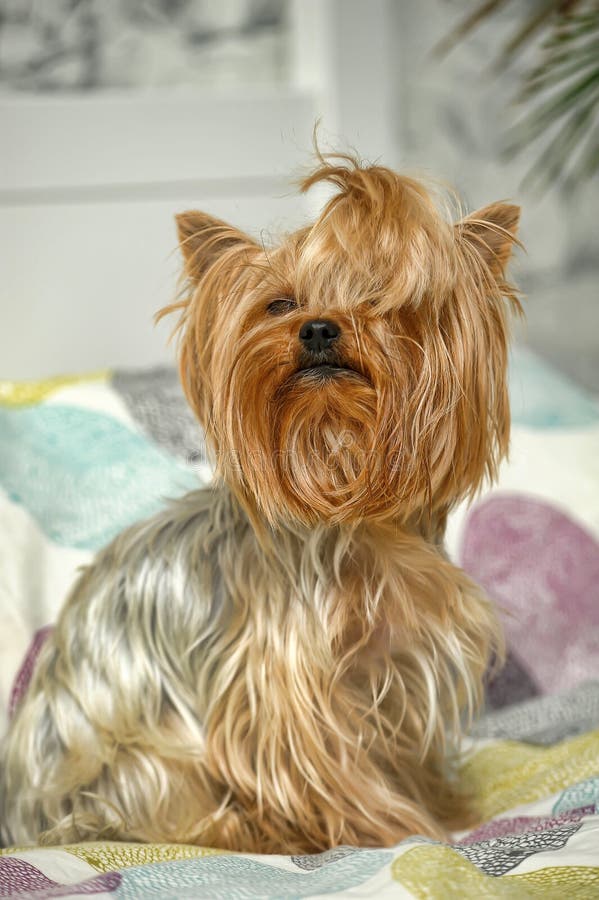 Little mini York Terrier stock photo. Image of playing - 46672946