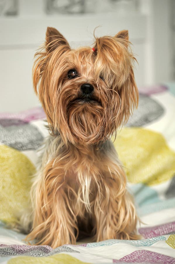 Little mini York Terrier stock photo. Image of beauty - 46673490