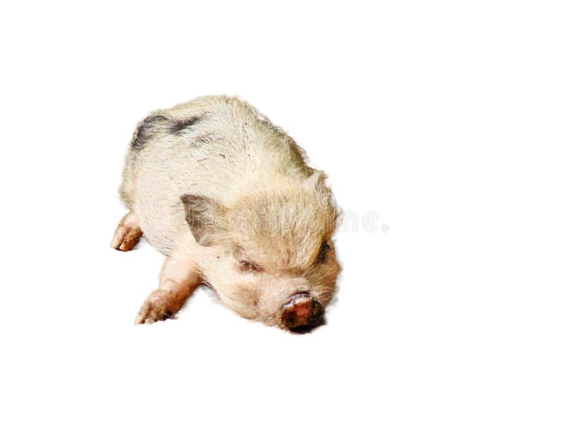 Minnesota Pig Stock Photos - Free & Royalty-Free Stock Photos from ...