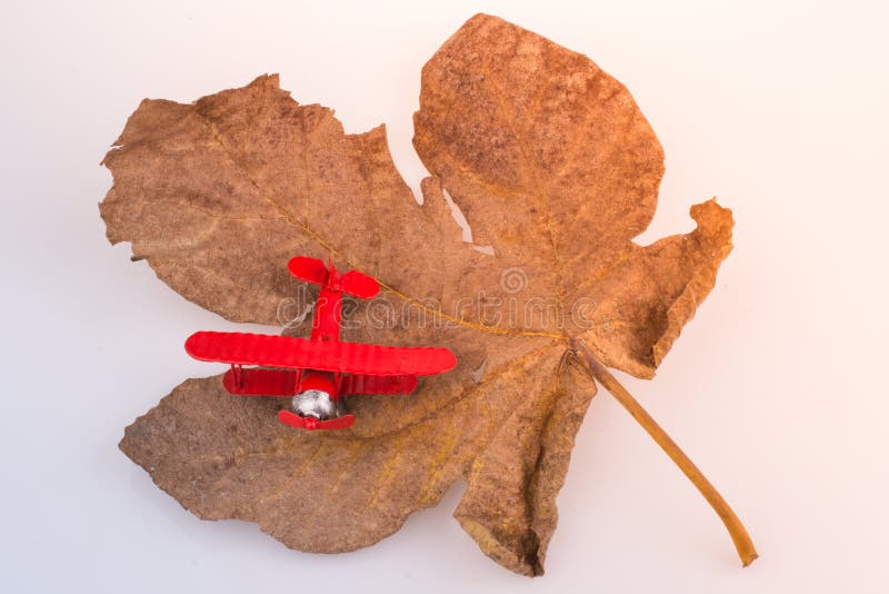 Little Model Airplane on Dry Leaf Stock Image - Image of world, idea ...