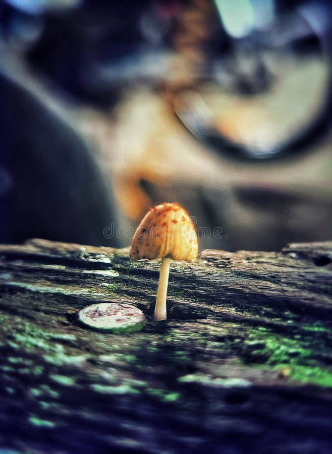 Little Mold Growing Table Stock Photos - Free & Royalty-Free Stock ...