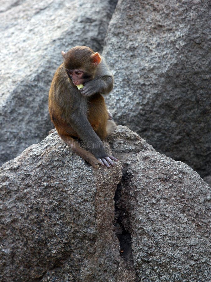 Little monkey stock photo. Image of rock, mammals, little - 12698724