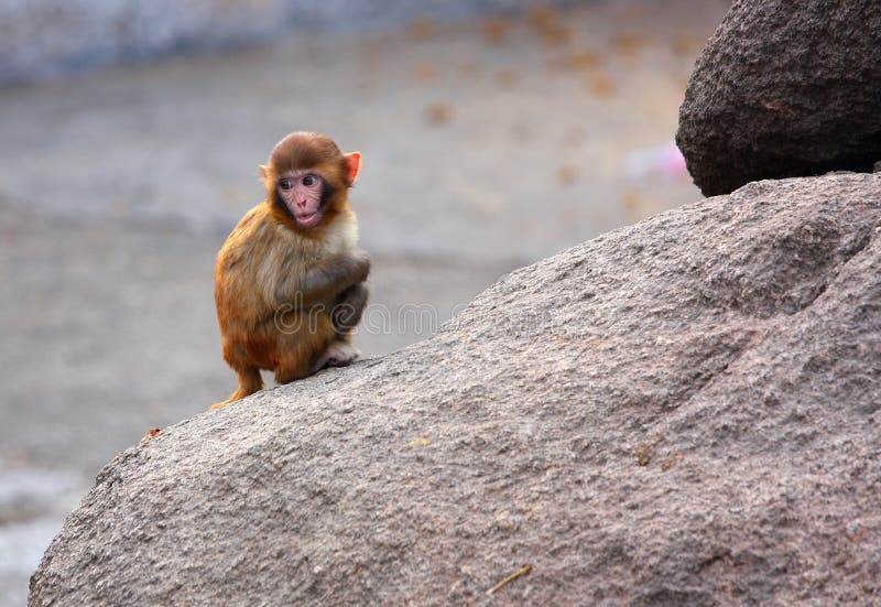 Little monkey stock image. Image of beast, mammals, cute - 12699291