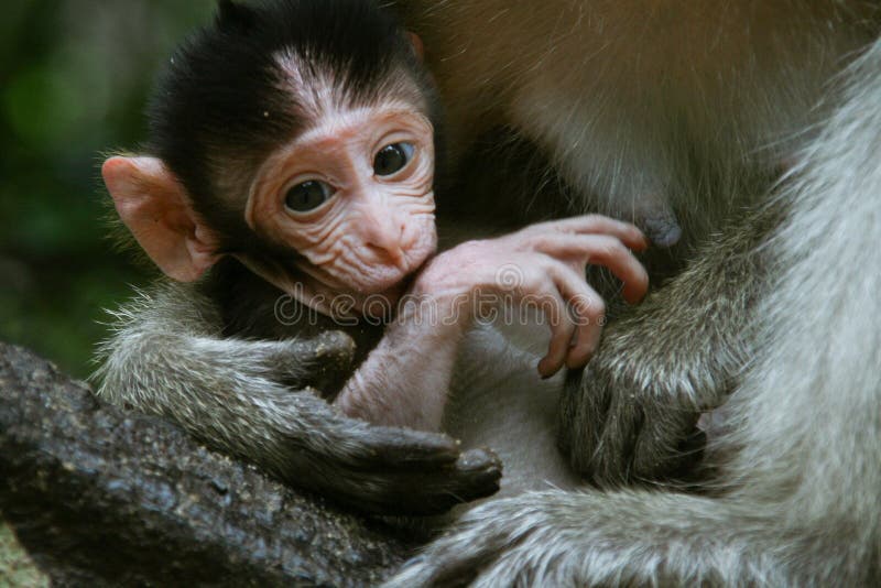 Sad little monkey stock photo. Image of cute, emotional - 18225980
