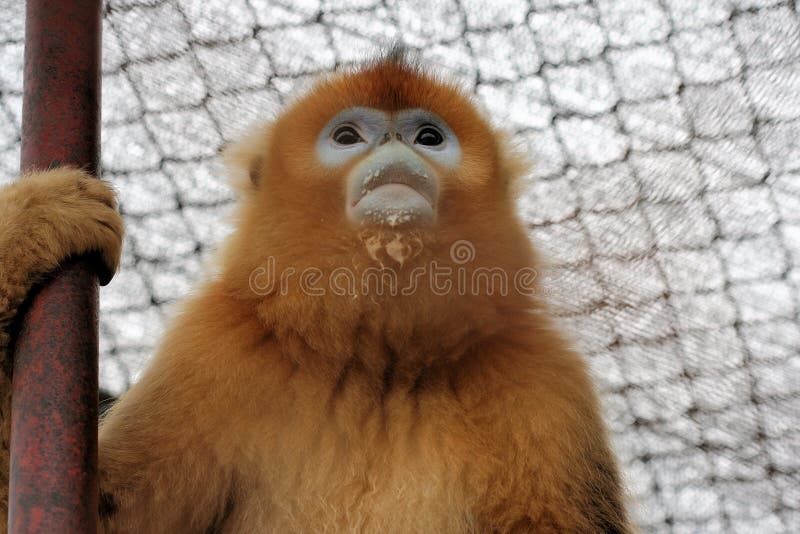 Little monkey stock photo. Image of china, monkey, visit - 13700352