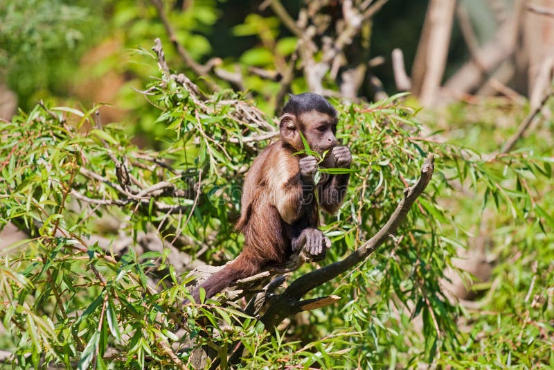 Little monkey stock photo. Image of zagreb, animal, creature - 14504740