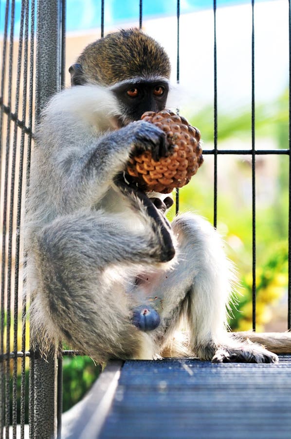 Little monkey stock image. Image of tree, child, branch - 14596247