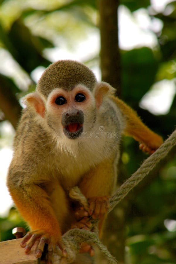 Little monkey stock image. Image of face, world, america - 27189319