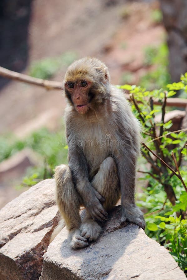 Little monkey stock image. Image of wild, watch, contumacious - 27222647